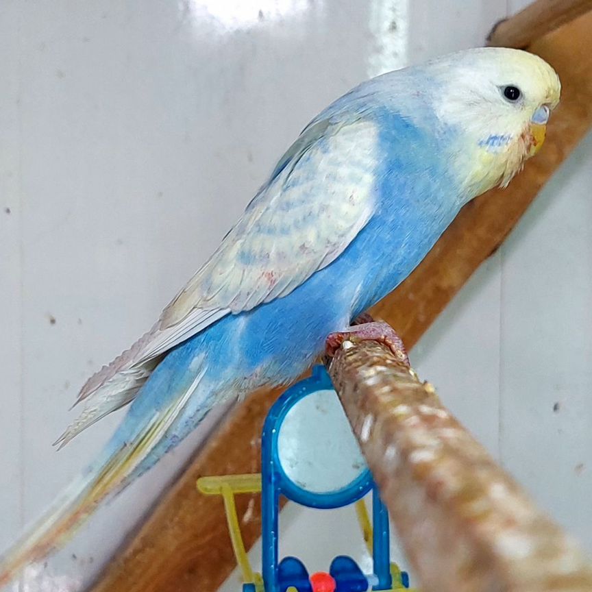 Волнистый попугай получехи самочки