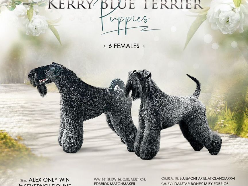 Щенки керри-блю-терьера