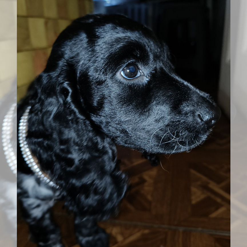 Русский охотничий спаниель, щенок