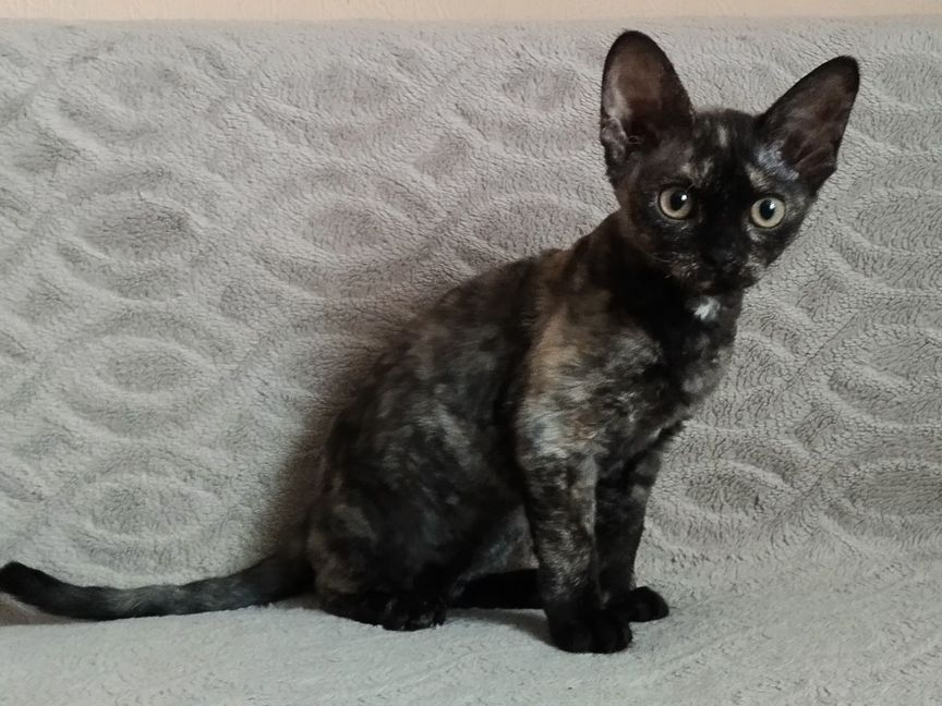 Кошечка девон-рекс трехцветная