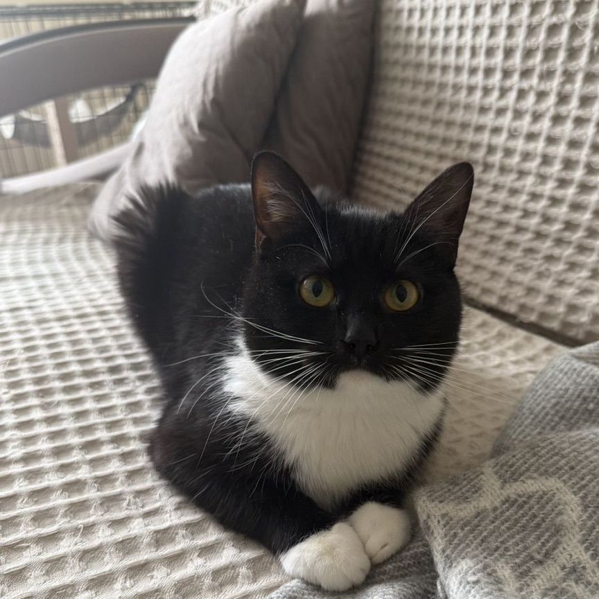 Взрослая, кошка в добрые руки