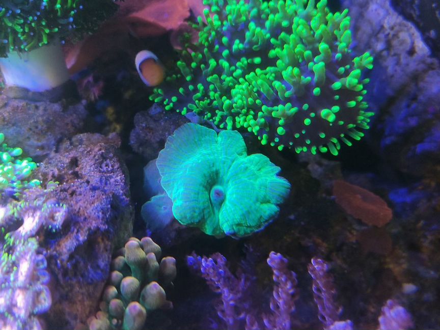 Кораллы для морского аквариума