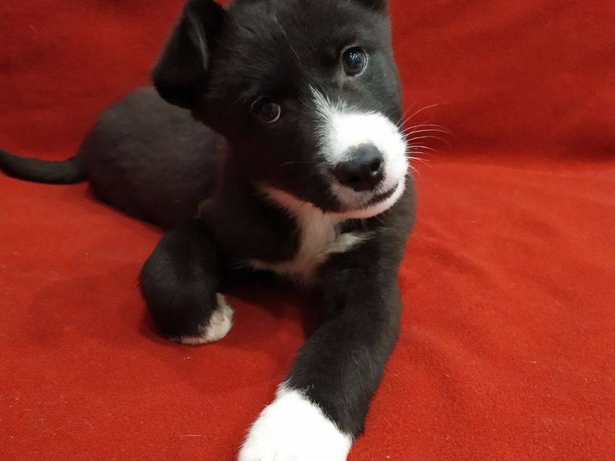 Настоящая дворняжка в хорошие руки