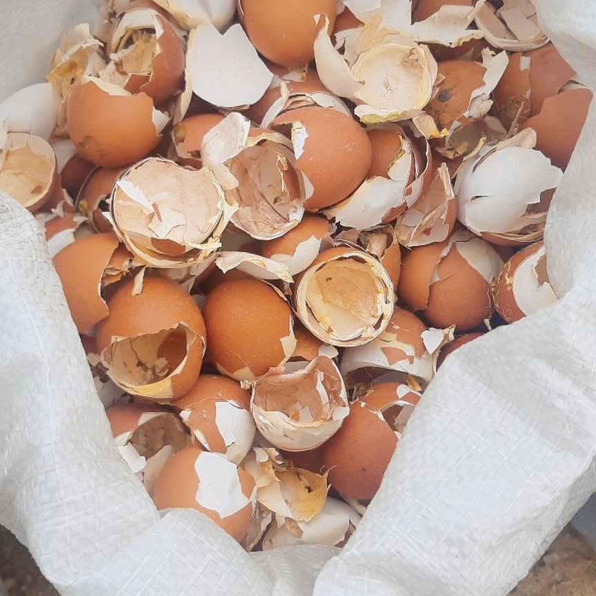 Яичная скорлупа