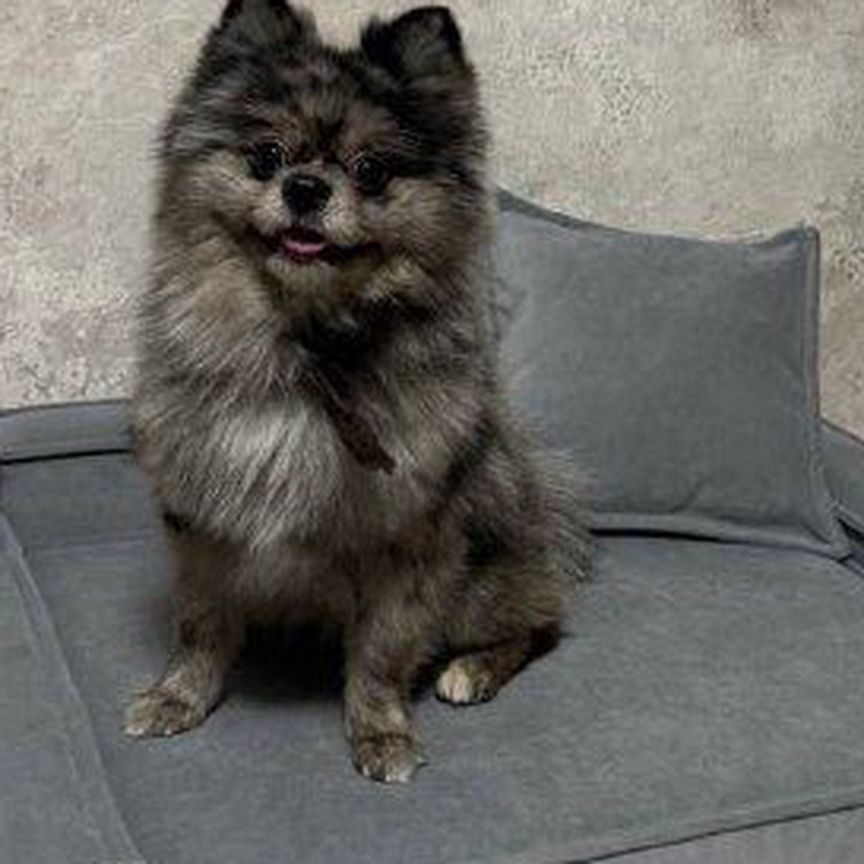 Диванчик для собаки / лежанка / диван для питомца