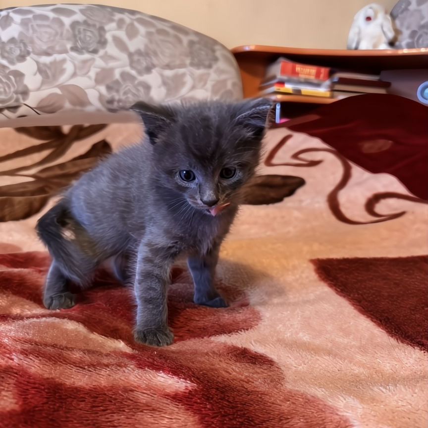 Котёнок в добрые руки