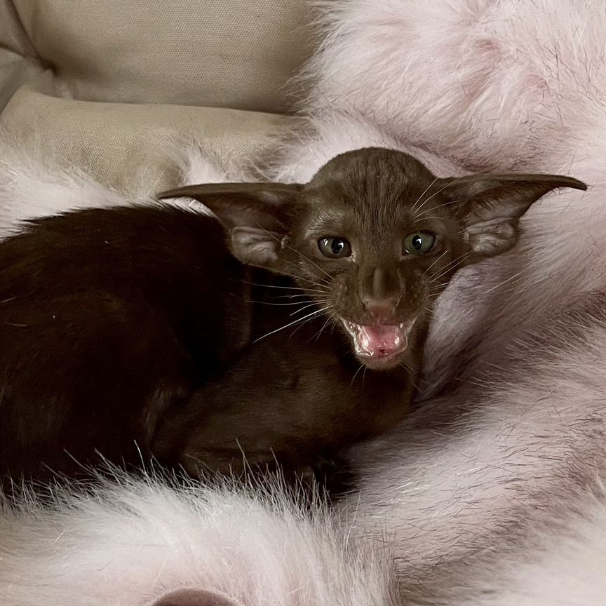 Ориенальный котенок гавана экстрим