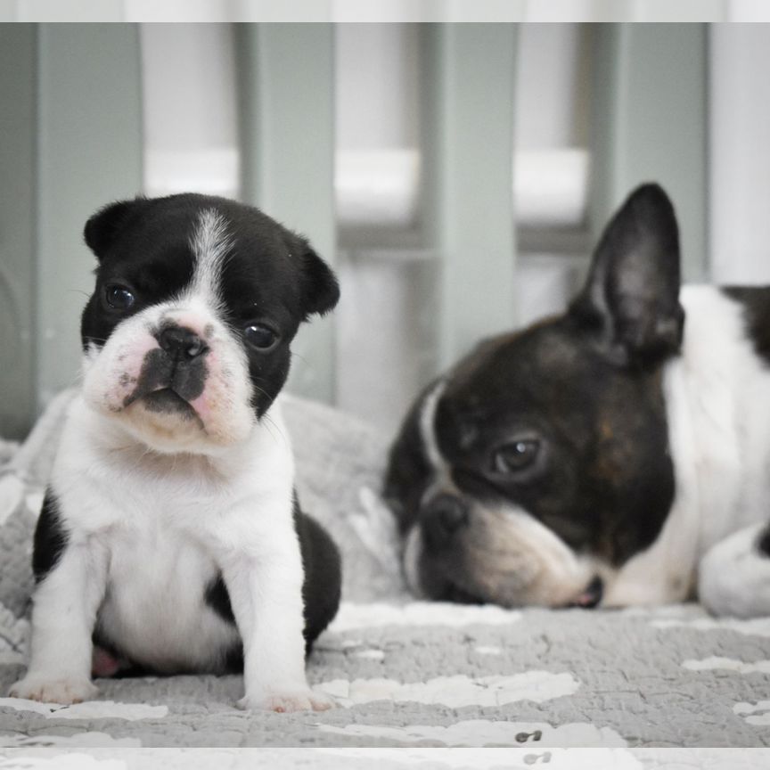 Бостон-терьер, щенок