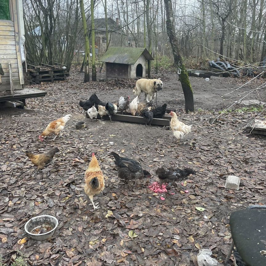 Куры несушки продам