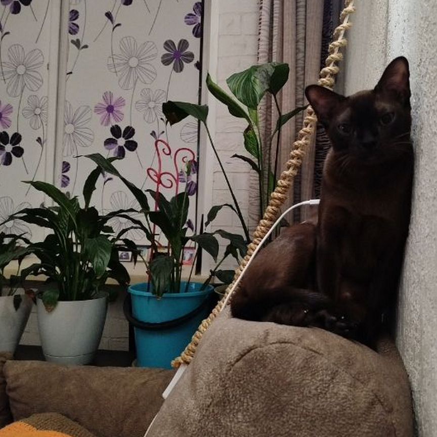 Европейский бурманский котёнок