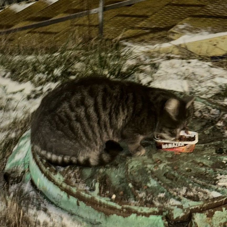 Взрослый кот в добрые руки