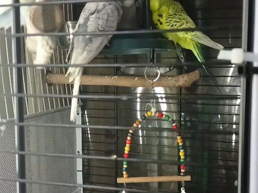 Выставочные волнистые попугаи чехи