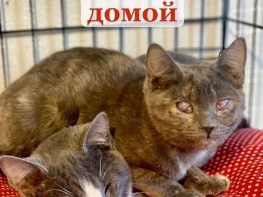 Слепым котятами нужен дом