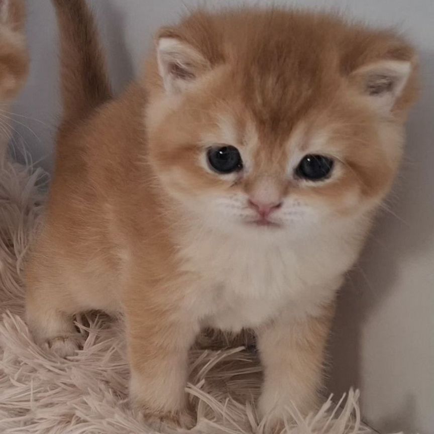 Шотландский прямоухий короткошёрстный котёнок