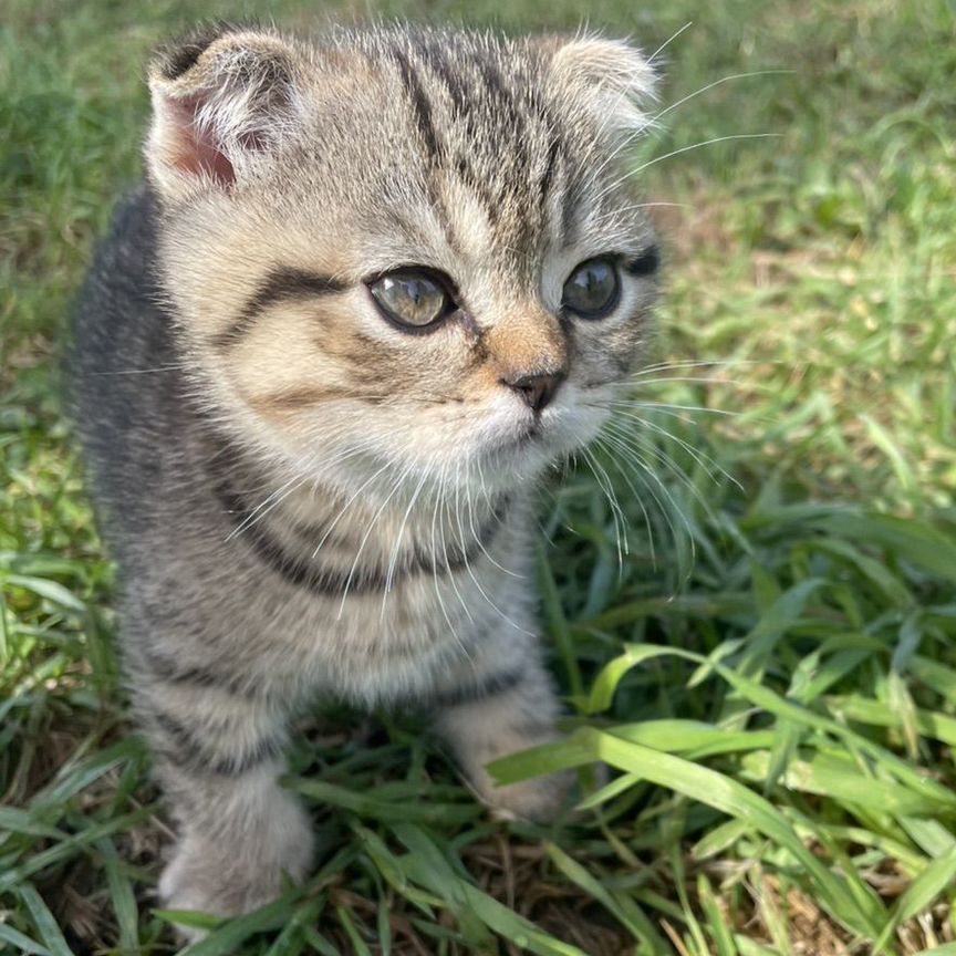 Шотландский вислоухий короткошёрстный котёнок