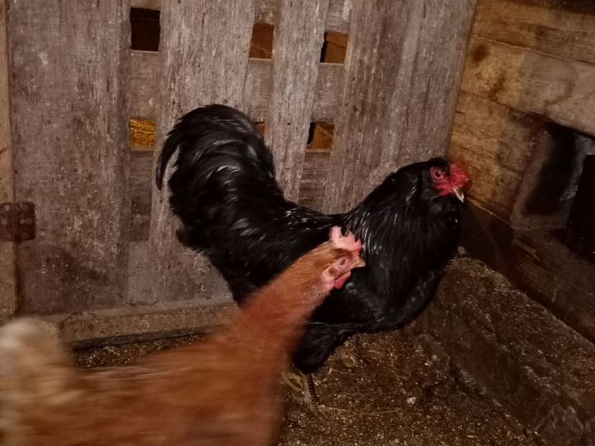 Куры индюки гуси утки