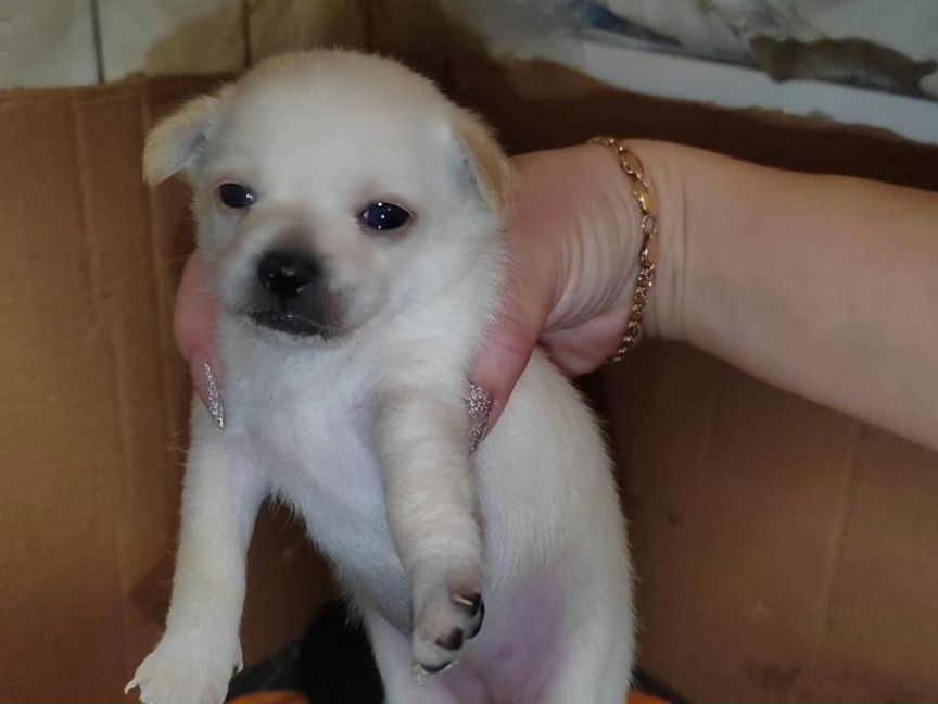 Собака чихуахуа