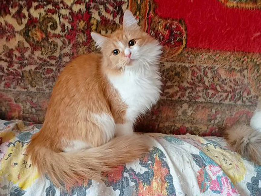 Красавица кошка
