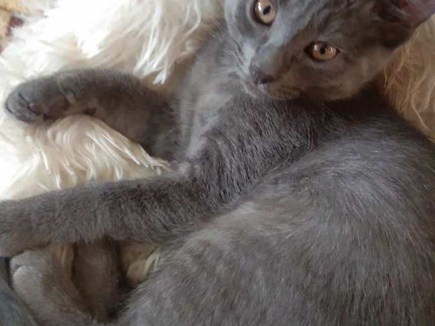 Котята