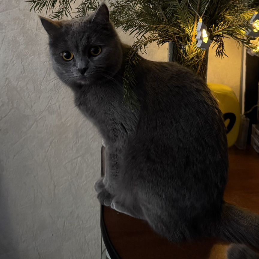 Взрослая, кошка в добрые руки