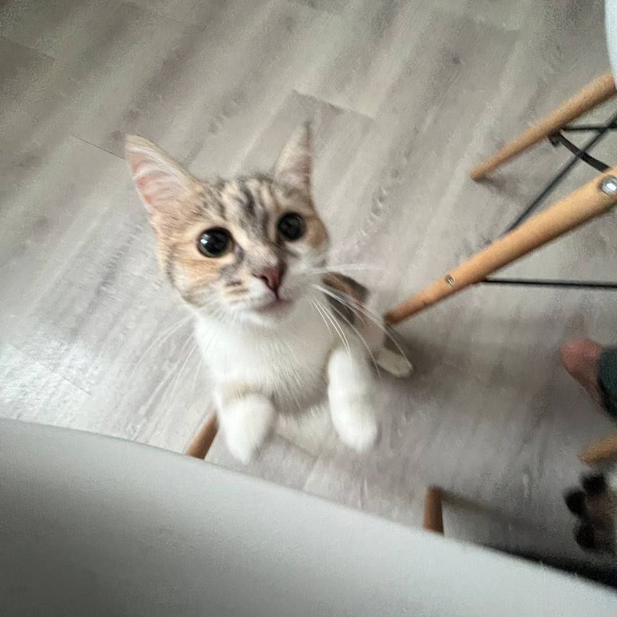 Кошка
