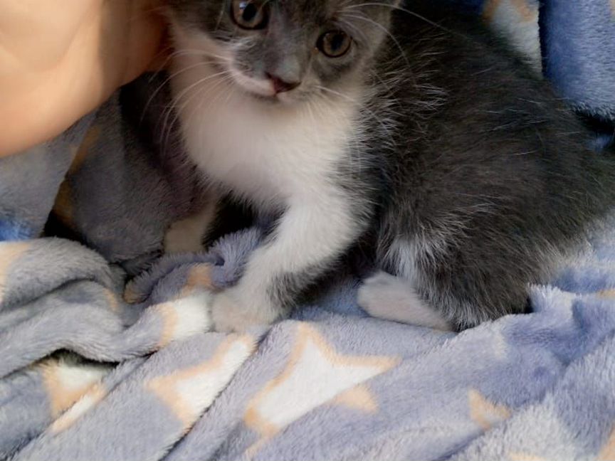 Котёнок в добрые руки