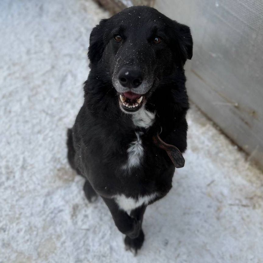 Взрослый пёс в добрые руки