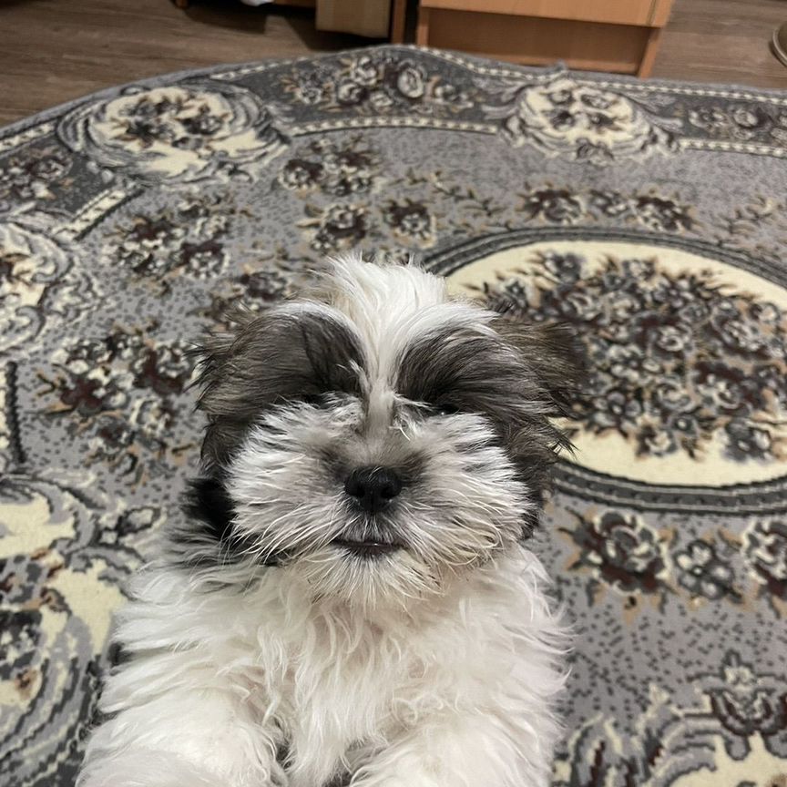 Щенки ши-тцу