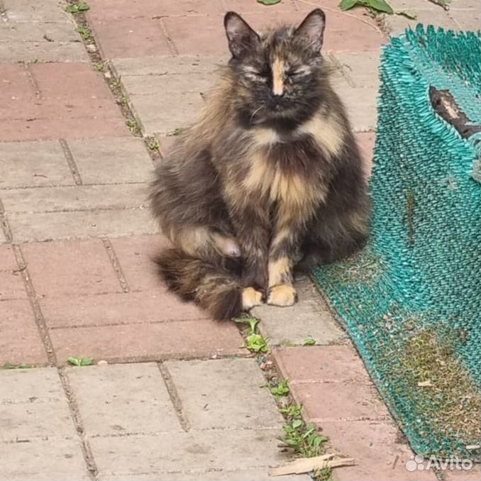 Тигра ищет дом