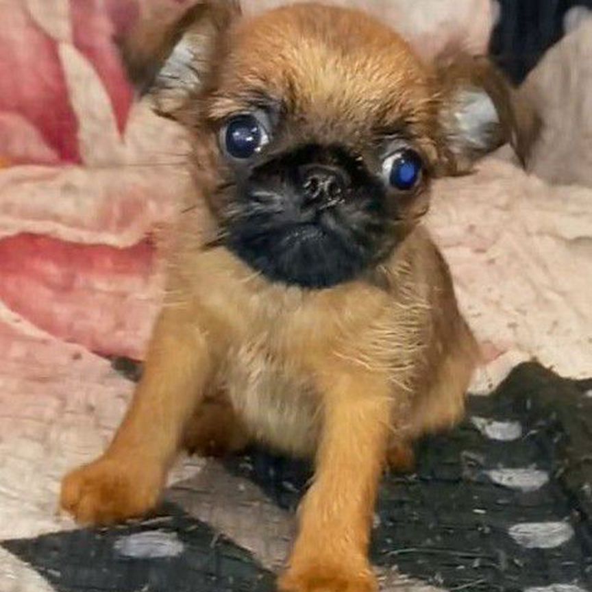 Мальчик гриффон