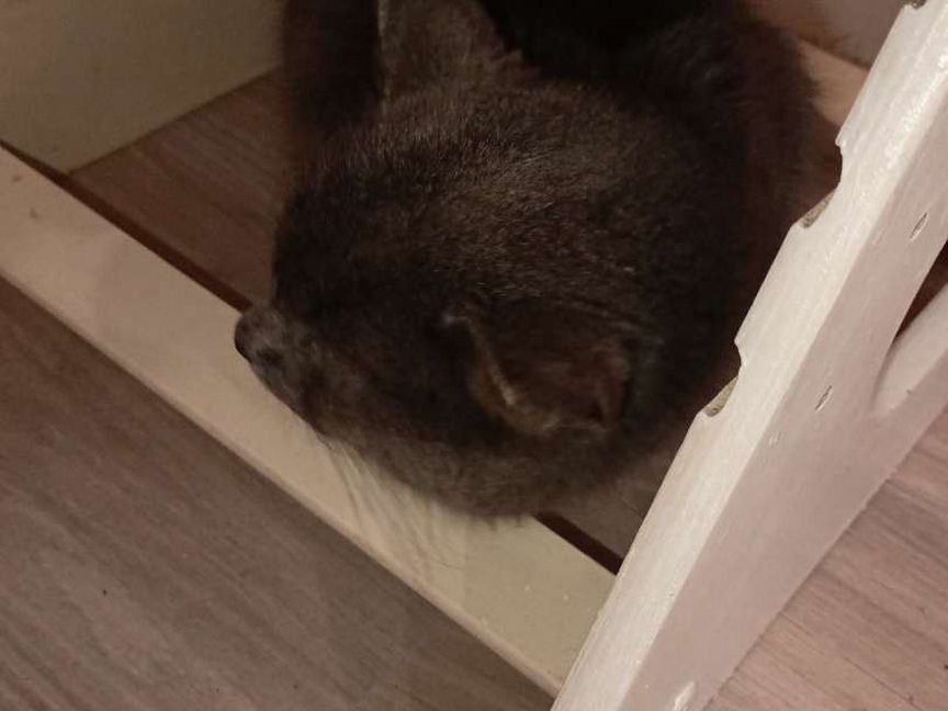 Британский кот