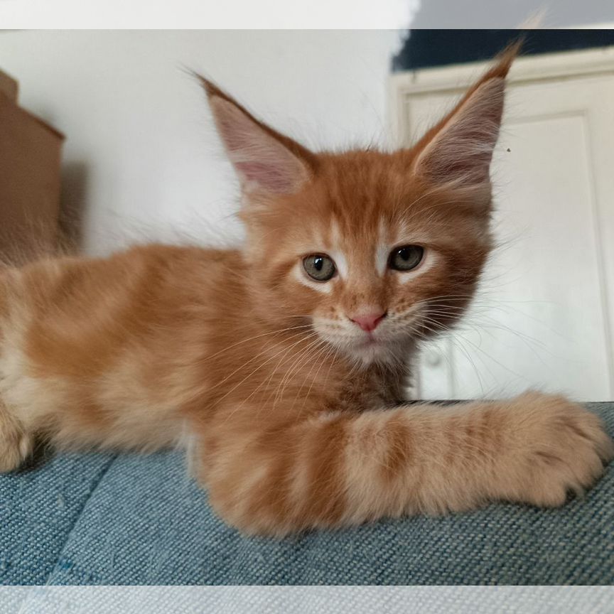 Мейн-кун котёнок