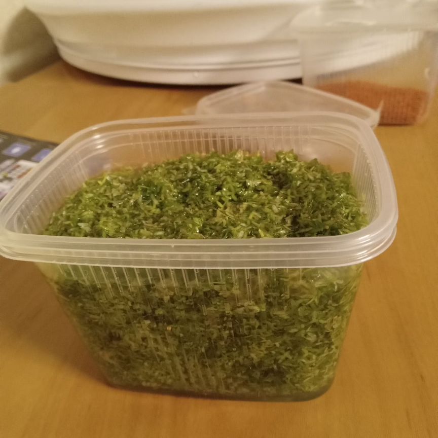 Ряска для аквариума