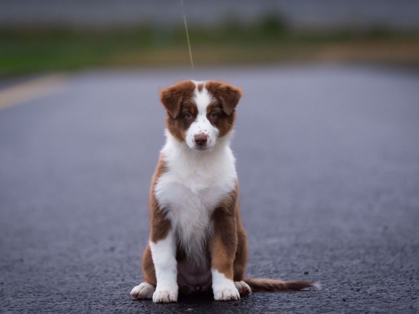 Щенок австралийской овчарки