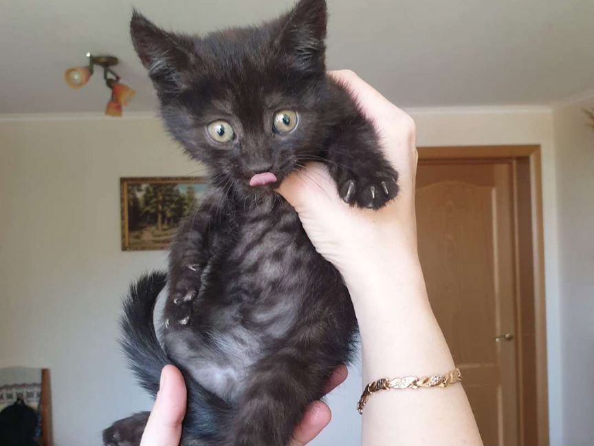 Кошки