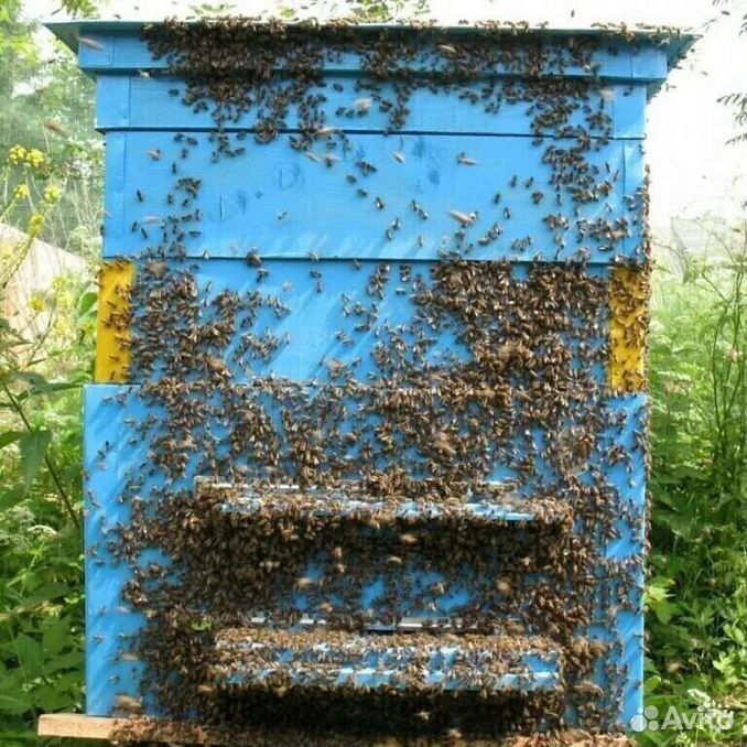Ульи с пчелами