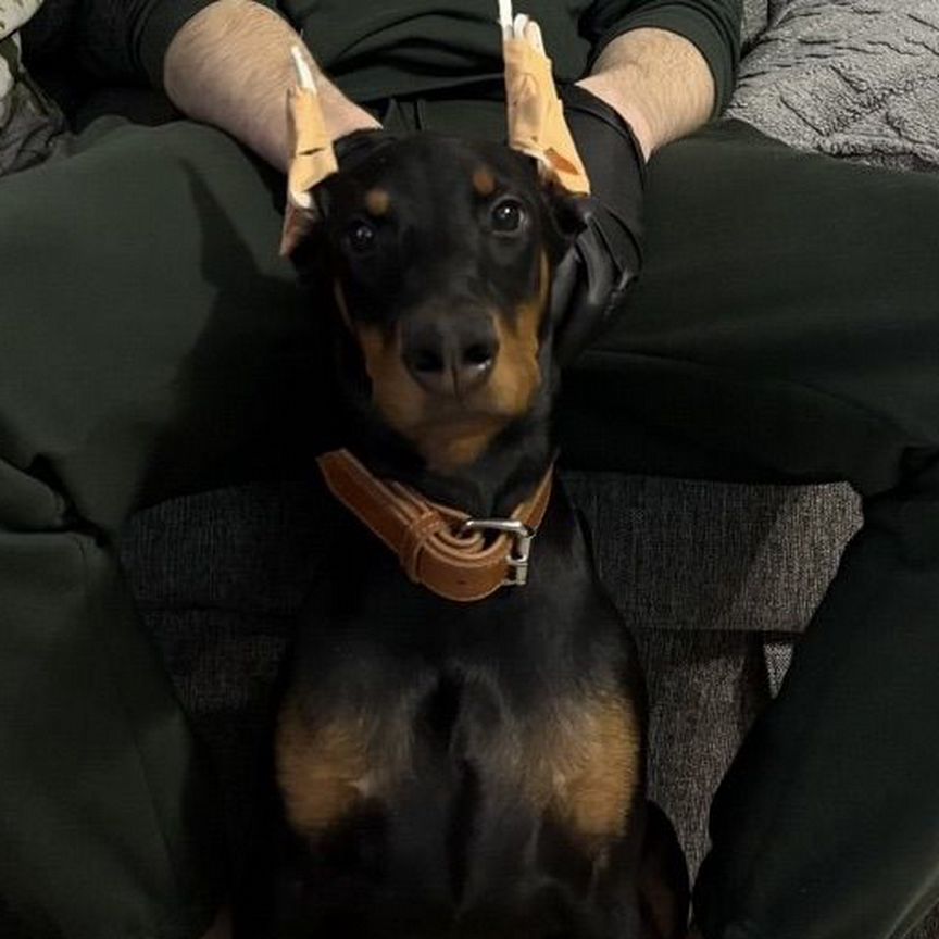 Доберман, щенок