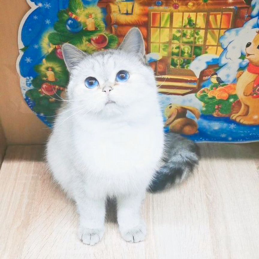Кошечка Пряня