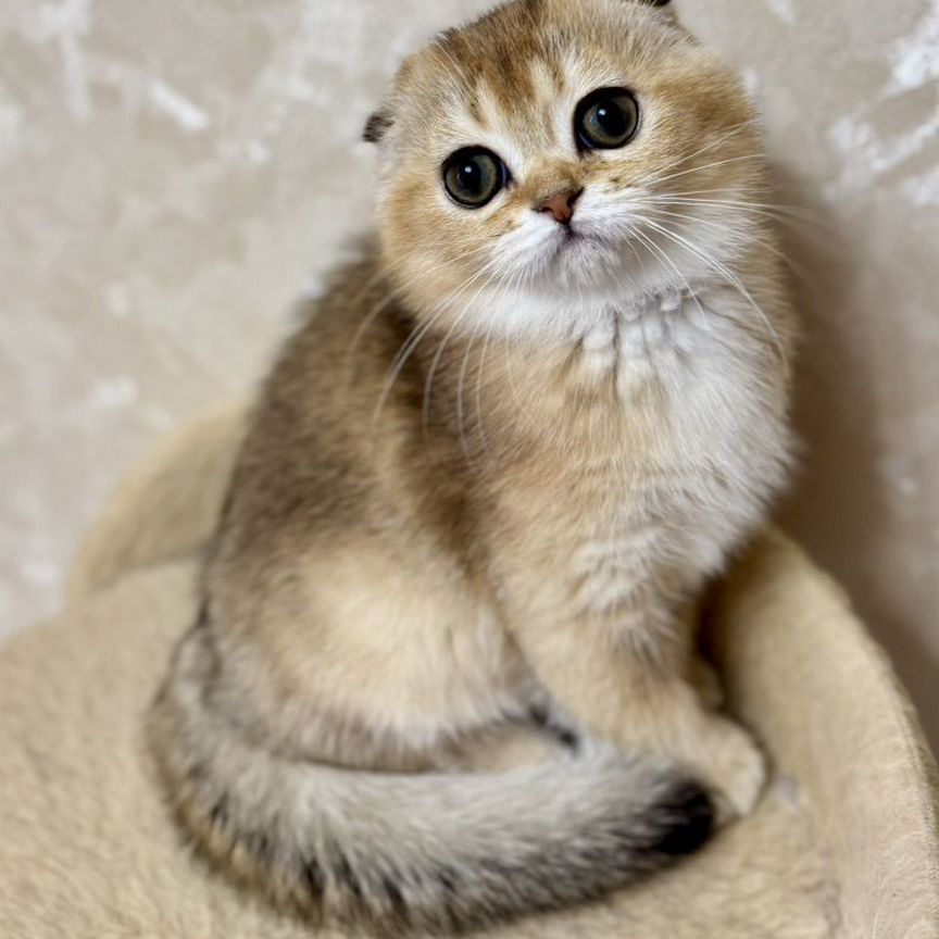 Шотландская вислоухая кошка