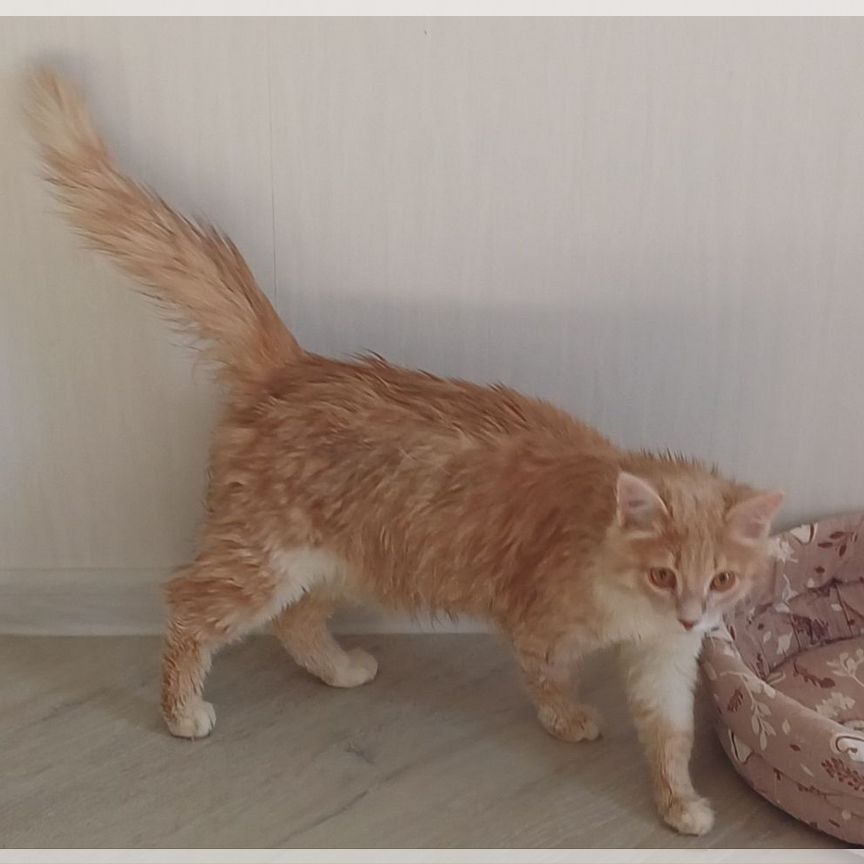 Котёнка (5 мес) никто не берёт из-за болезни