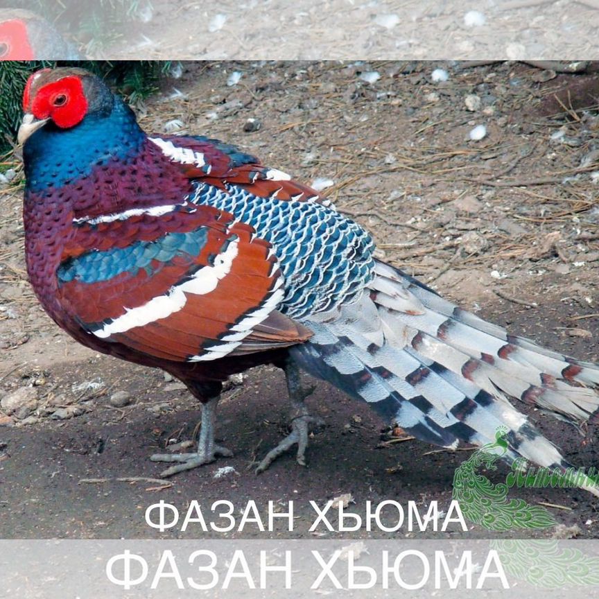 Фазан Хьюма