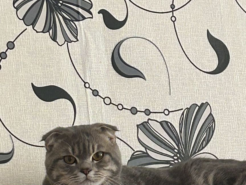 Шотландский кот в добрые руки