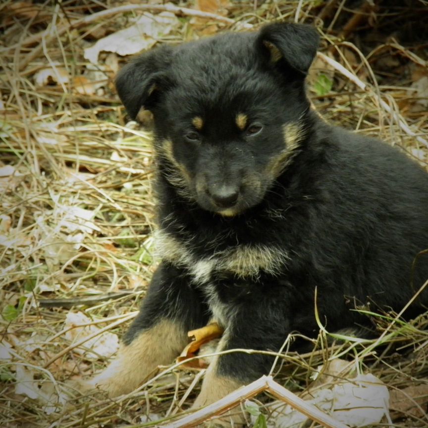 Щенок-девочка в добрые руки