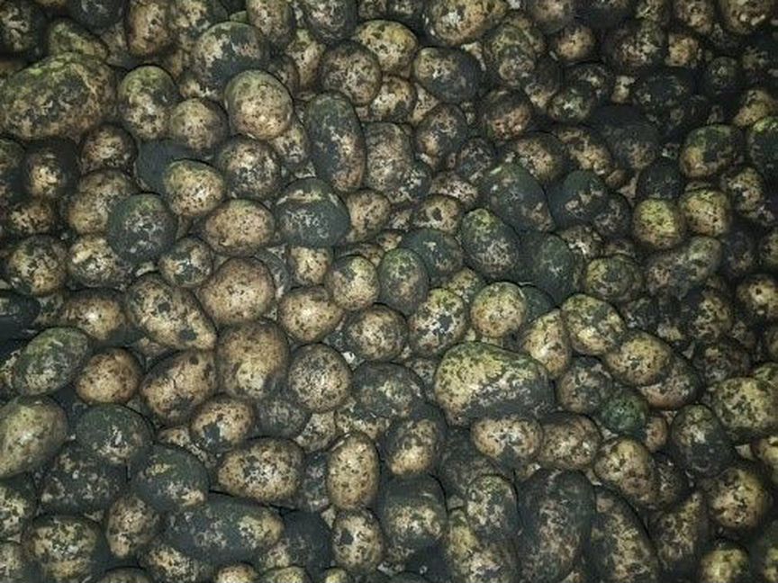 Предлагаем картофель 2Сорт и картофель кормовой