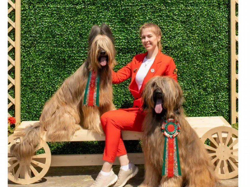 Замечательные щенки Бриар