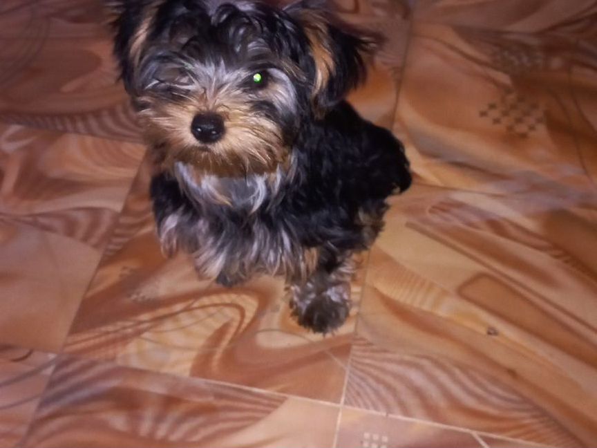 Йоркширский терьер