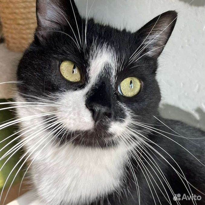 Ласковый кот необыкновенный