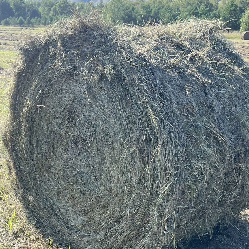 Продам сено в рулонах