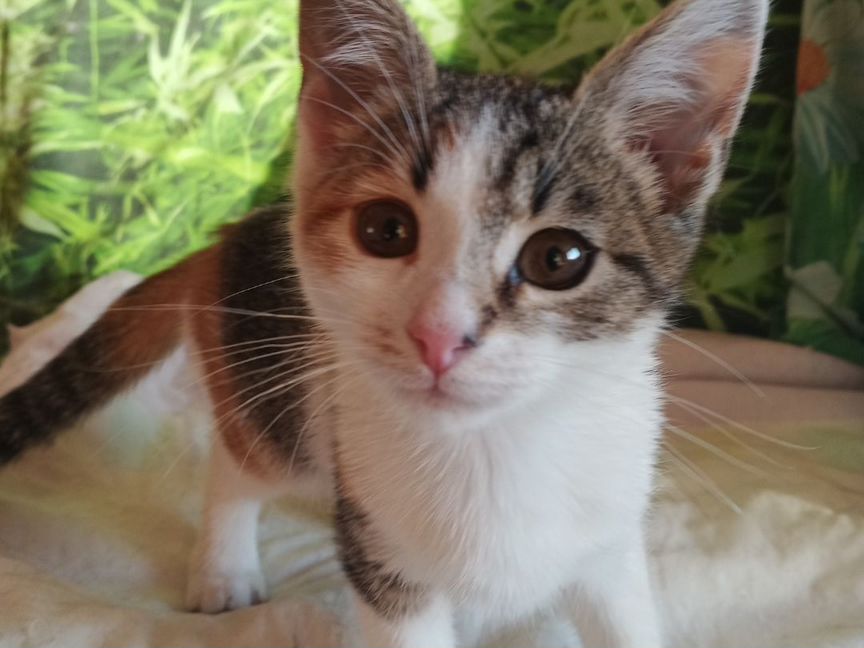 Кошечка