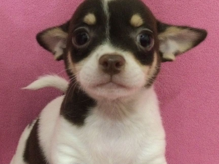 Малыш Плюша